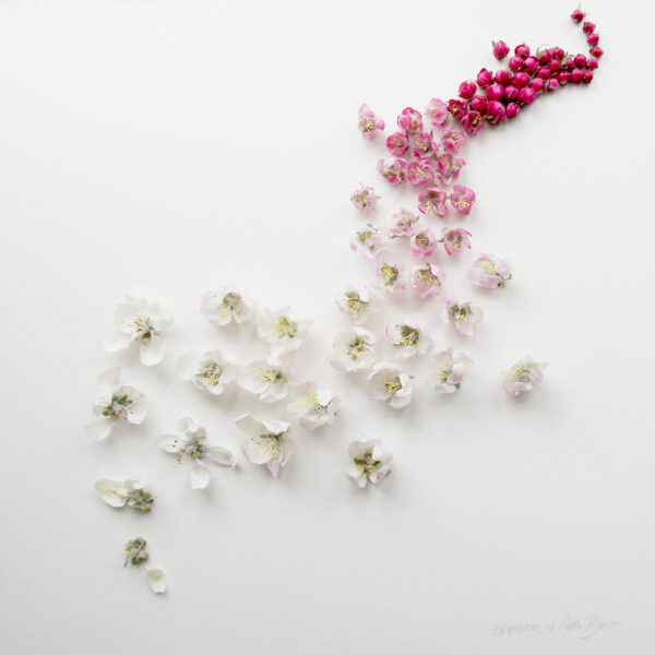 Emma Rosa - Society of Designer Craftsmen